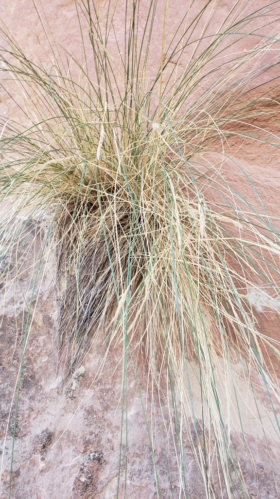 Purple Threeawn from Green River, UT 84525, USA on June 26, 2020 at 10: ...