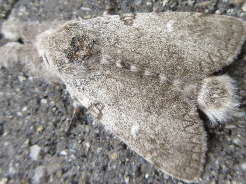 Calliteara lunulata from 흑성산 on August 15, 2016 by onidiras-iNaturalist ...