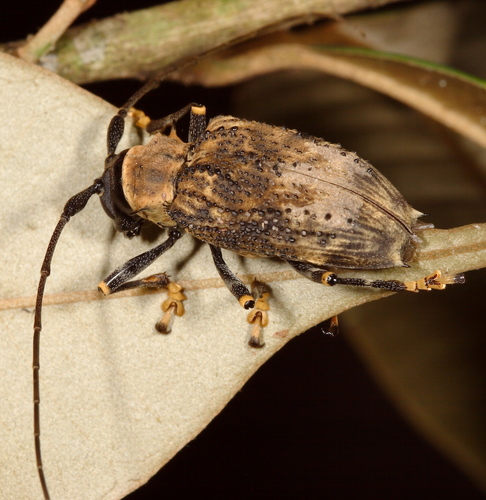 Polyrhaphis jansoni · iNaturalist