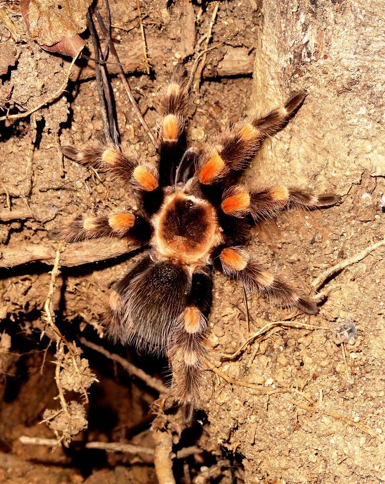 Mexican Redknee Tarantula in July 2012 by David Valenzuela · iNaturalist