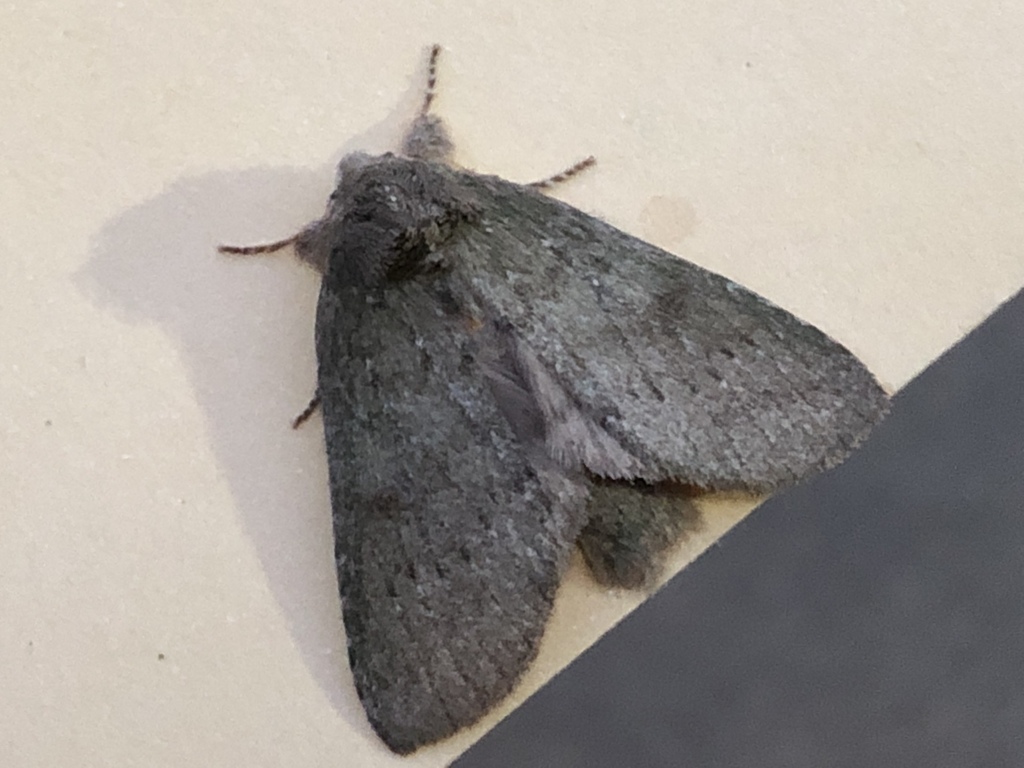 Drab Prominent in June 2020 by smwhite · iNaturalist