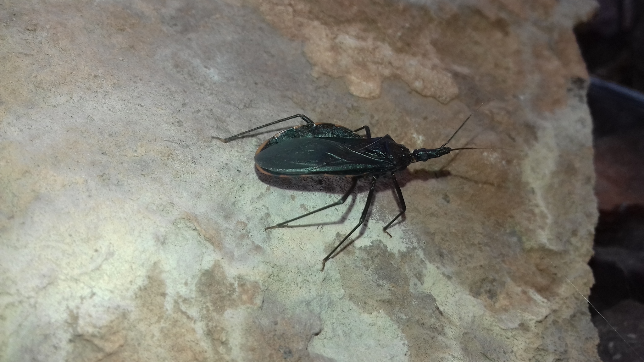 Triatoma recurva (Stål, 1868)