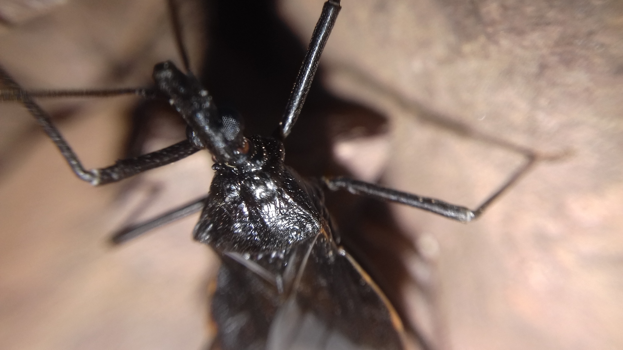 Triatoma recurva (Stål, 1868)