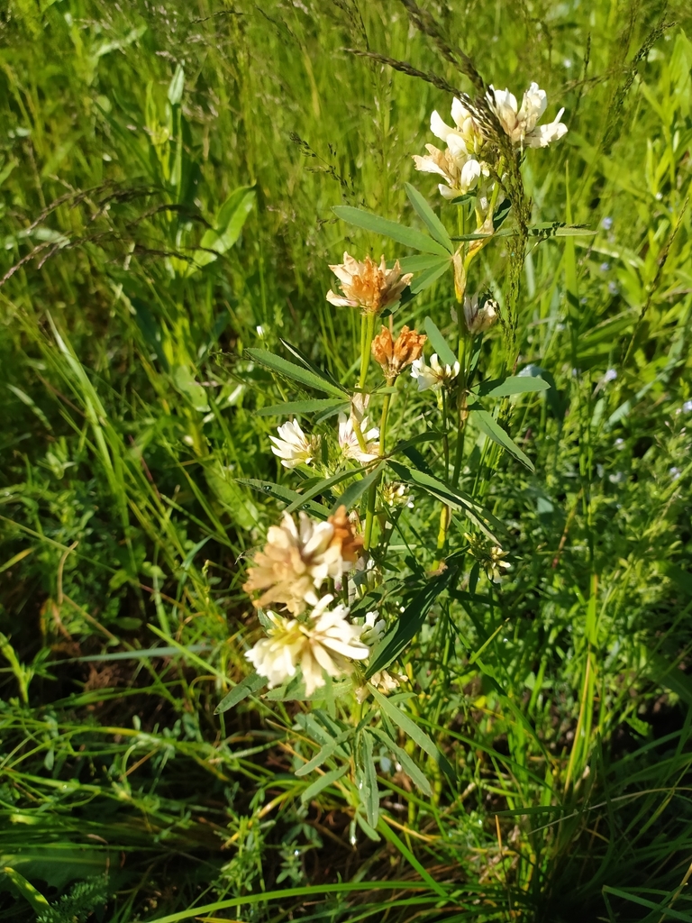 lupine clover from Свердловская обл., Россия, 624785 on June 27, 2020 ...