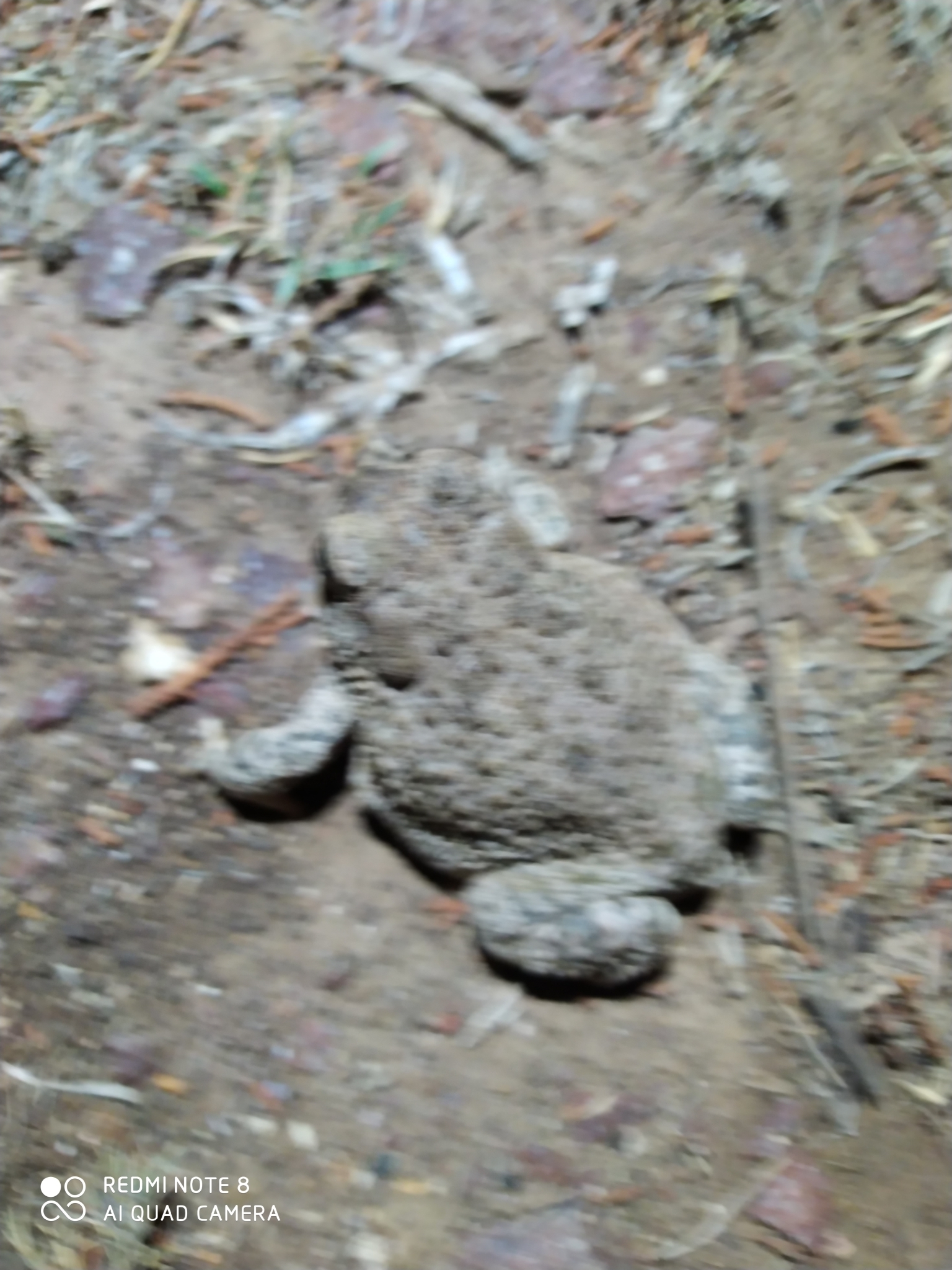 Anaxyrus compactilis (Wiegmann, 1833)