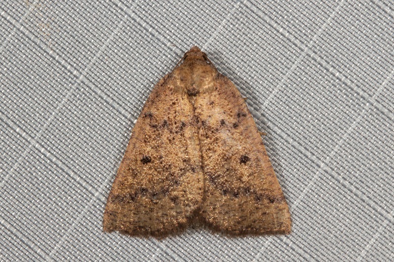 Cape Moths from 4 Victoria Rd, Wedderburn NSW 2560, Australia on ...