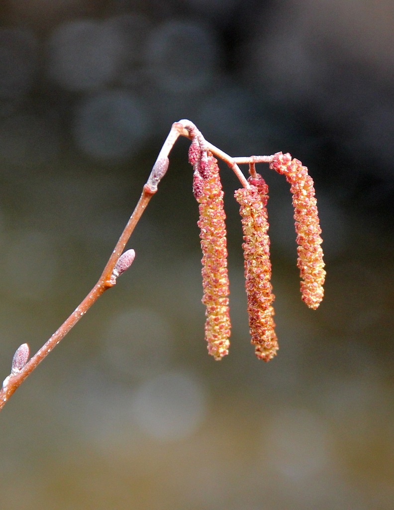 Mountain Alder (Plants of Chatfield State Park) · iNaturalist