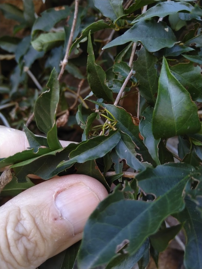 Catclaw vine from Maryborough QLD 4650, Australia on June 26, 2020 at ...