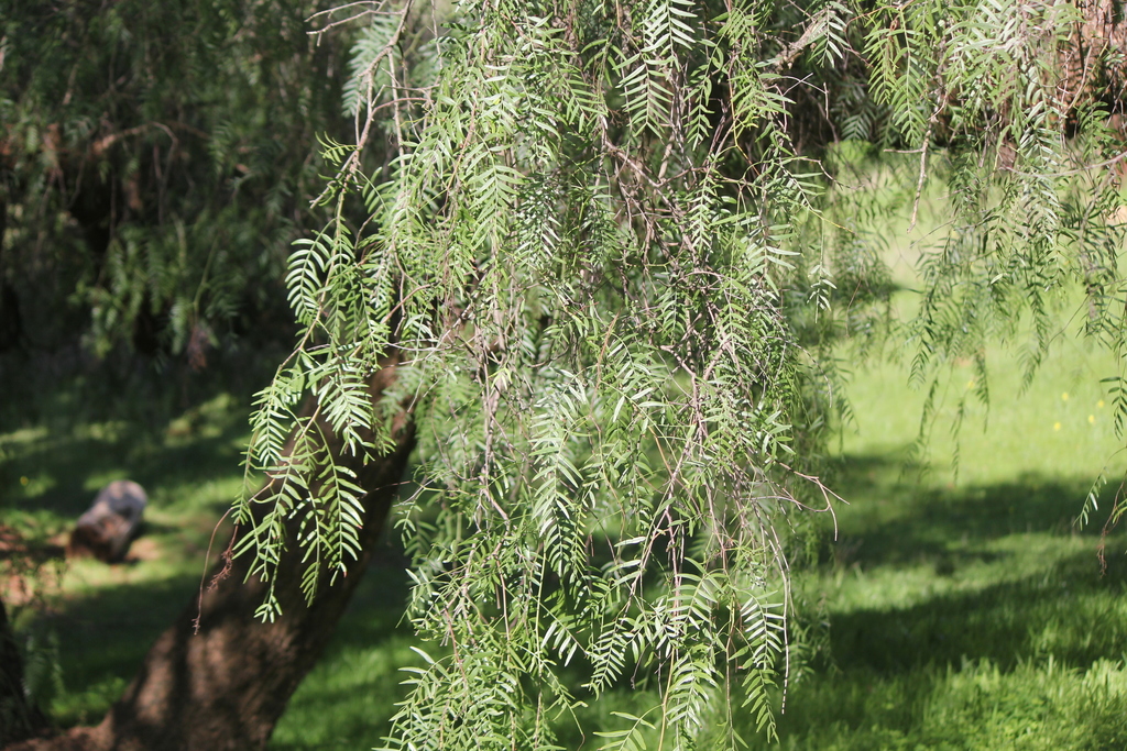 Peppercorn Tree from Mitcham - Hills, South Australia, Australia on ...