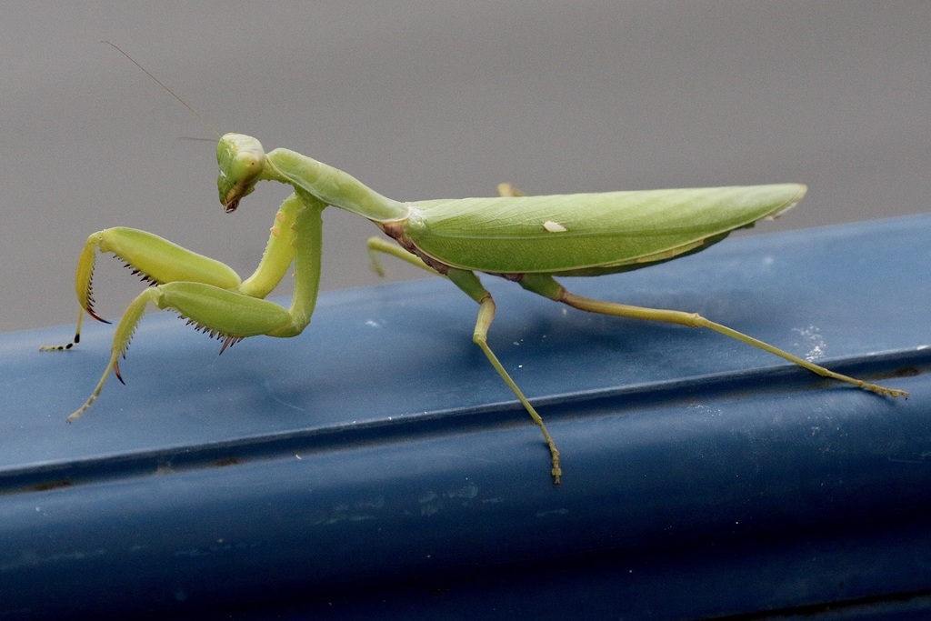 Giant Asian Mantis from Suva, Fiji on June 25, 2020 at 02:37 PM by Bird ...