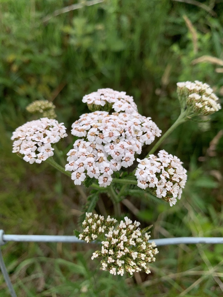common yarrow from Woodhead Reservoir, Glossop, England, GB on June 27 ...