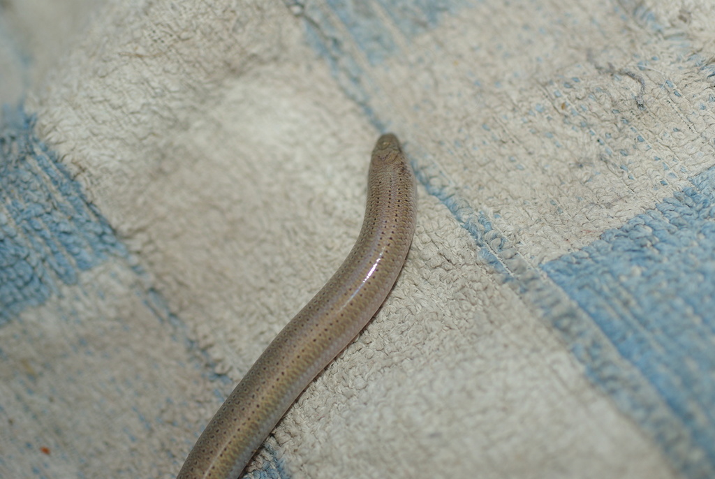 Dotted-line Robust Slider from Perth WA, Australia on June 27, 2020 at ...