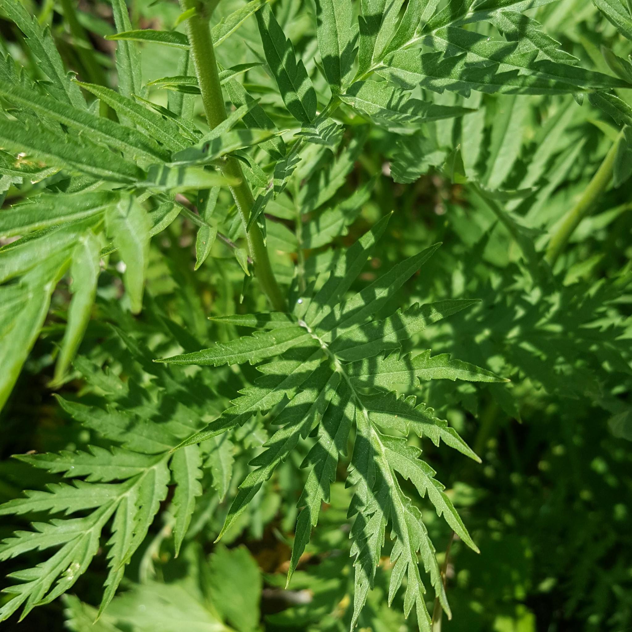 Descurainia tanacetifolia (L.) Prantl