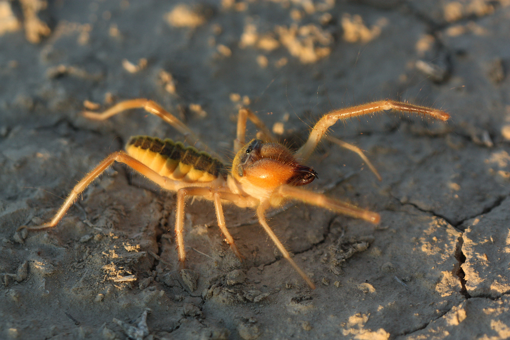Paragaleodes pallidus from Тамдынский район, Узбекистан on May 13, 2013 ...