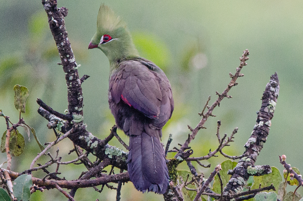 Guinea Turaco (Tauraco persa) - Avian Discovery