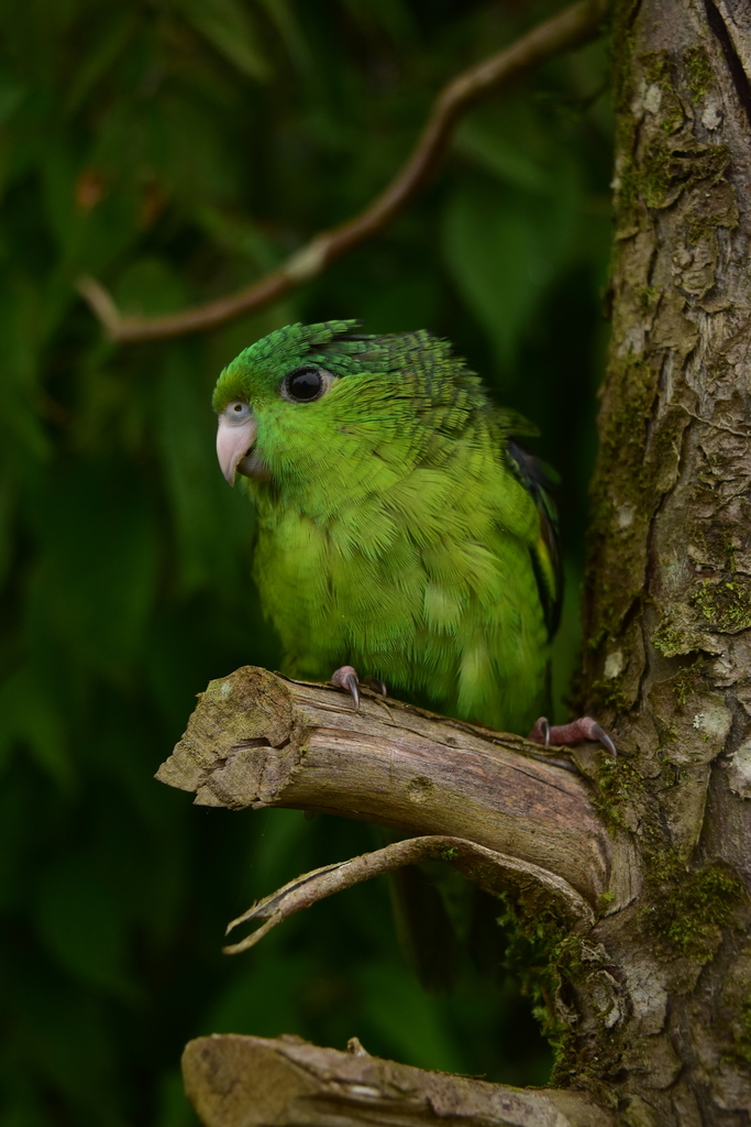 Barred Parakeet in August 2016 by Julio Velasco · iNaturalist