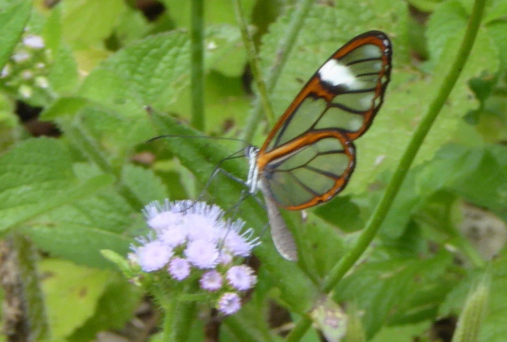 Nero Clearwing from Cartago Province, Turrialba, Costa Rica on January ...