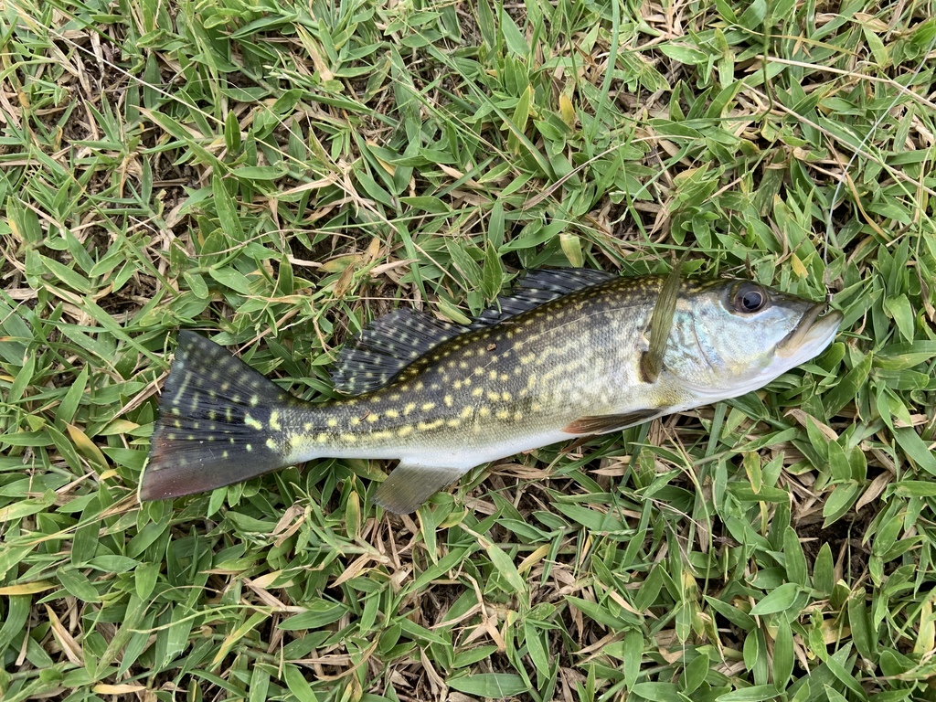 Speckled Peacock Bass (Cichla temensis) - Marine Life Identification