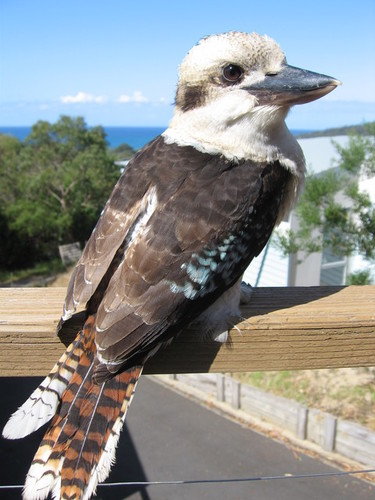 Laughing Kookaburra (Sydney Wildlife Birds) · iNaturalist