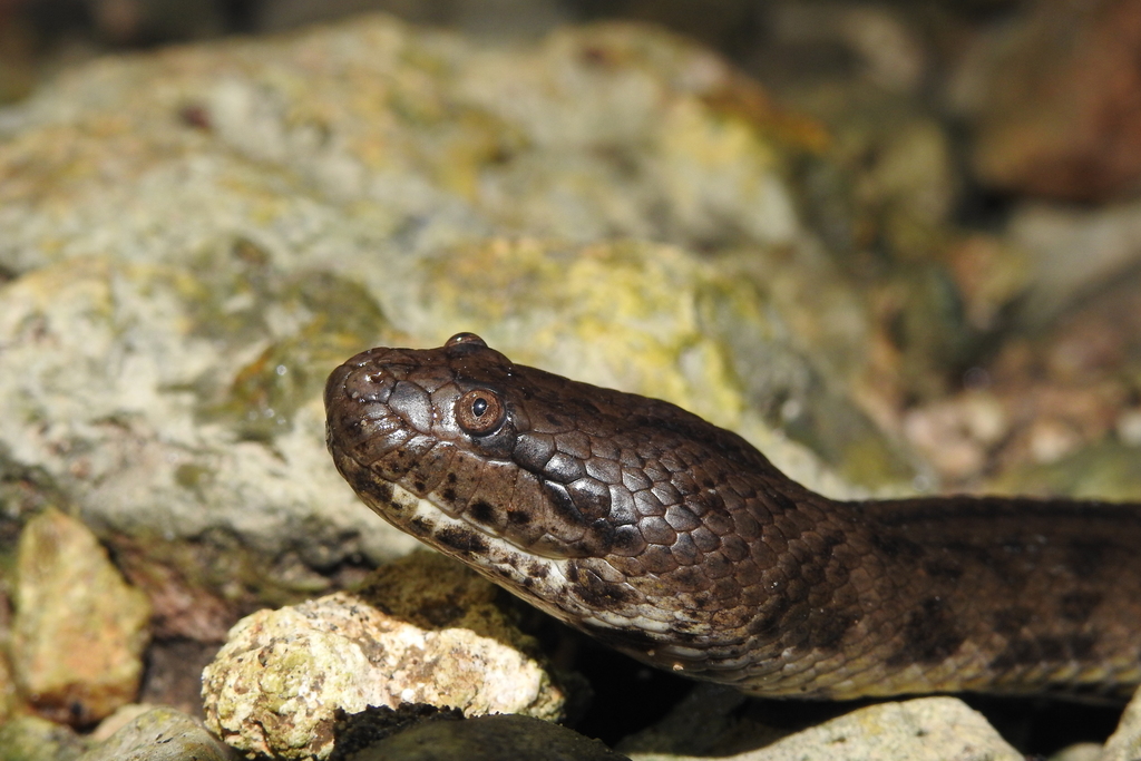 Southeast Asian Bockadam from Buton Regency, South East Sulawesi ...