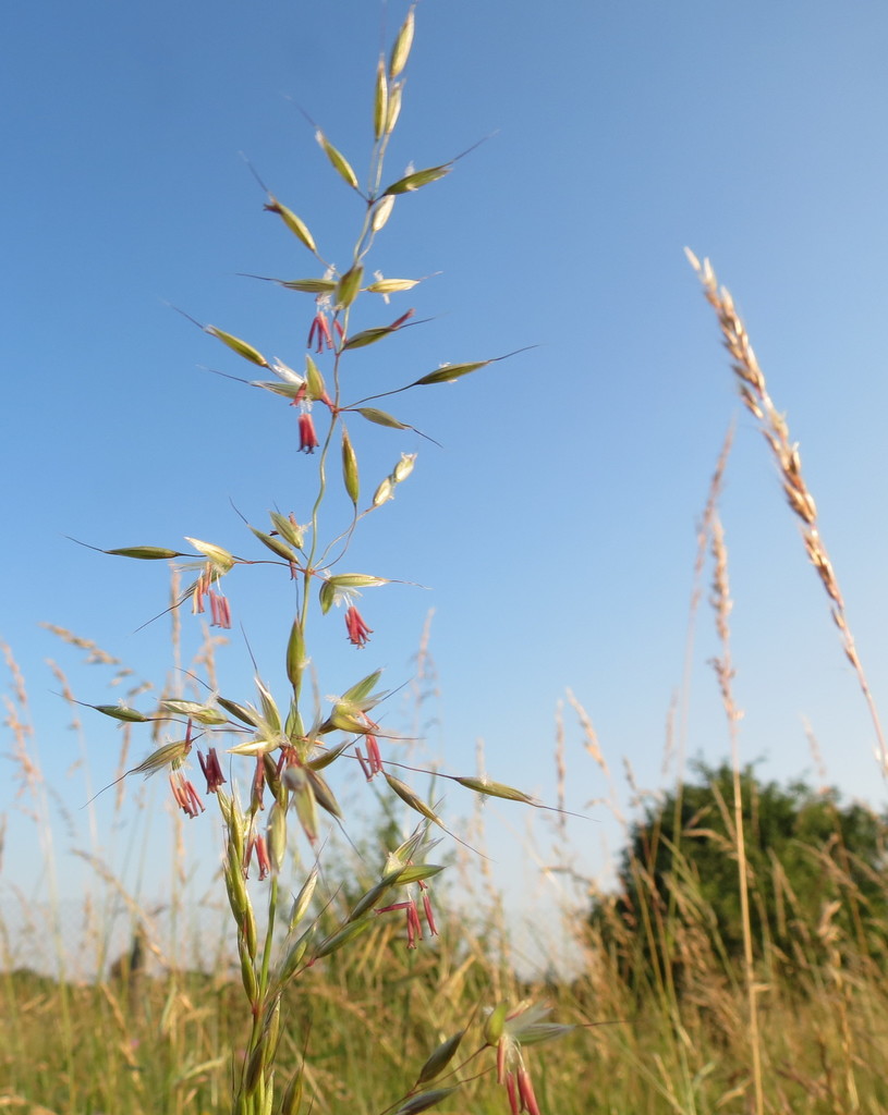 tall oat grass (Willesden Junction ) · iNaturalist