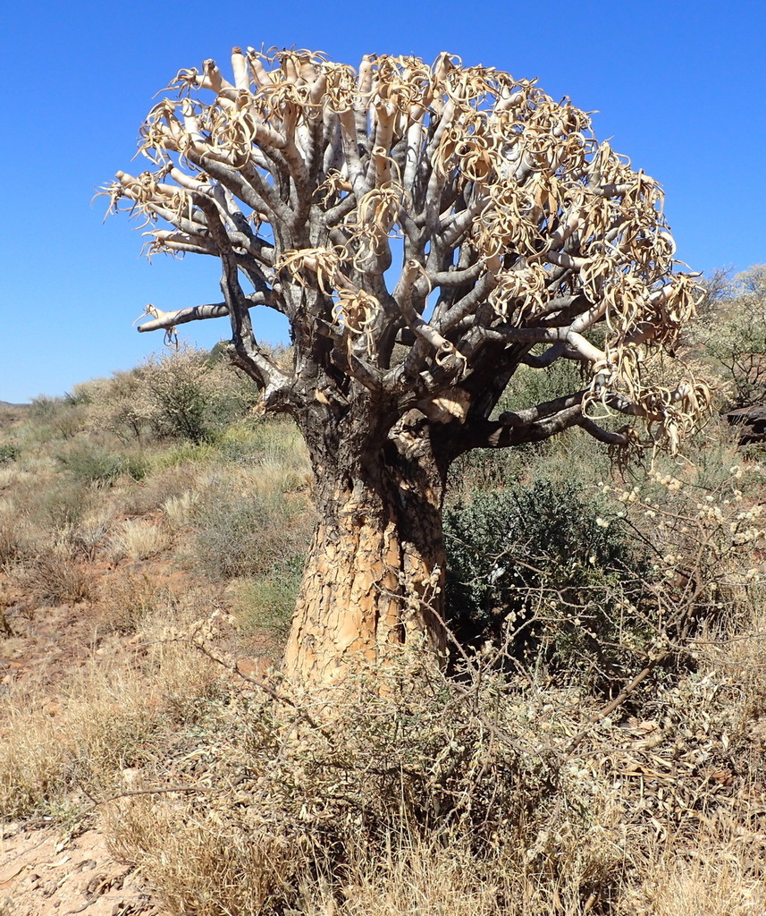 Quiver Tree in September 2016 by Nicola van Berkel · iNaturalist