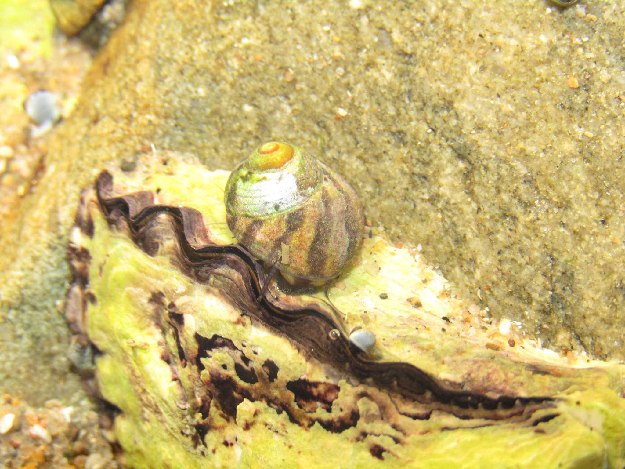 Oxystele tabularis (F.Krauss, 1848)