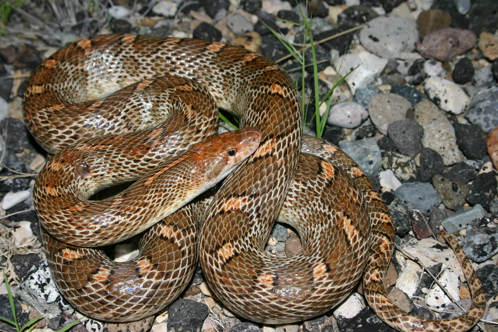 Glossy Snakes (Arizona) - Snakes and Lizards