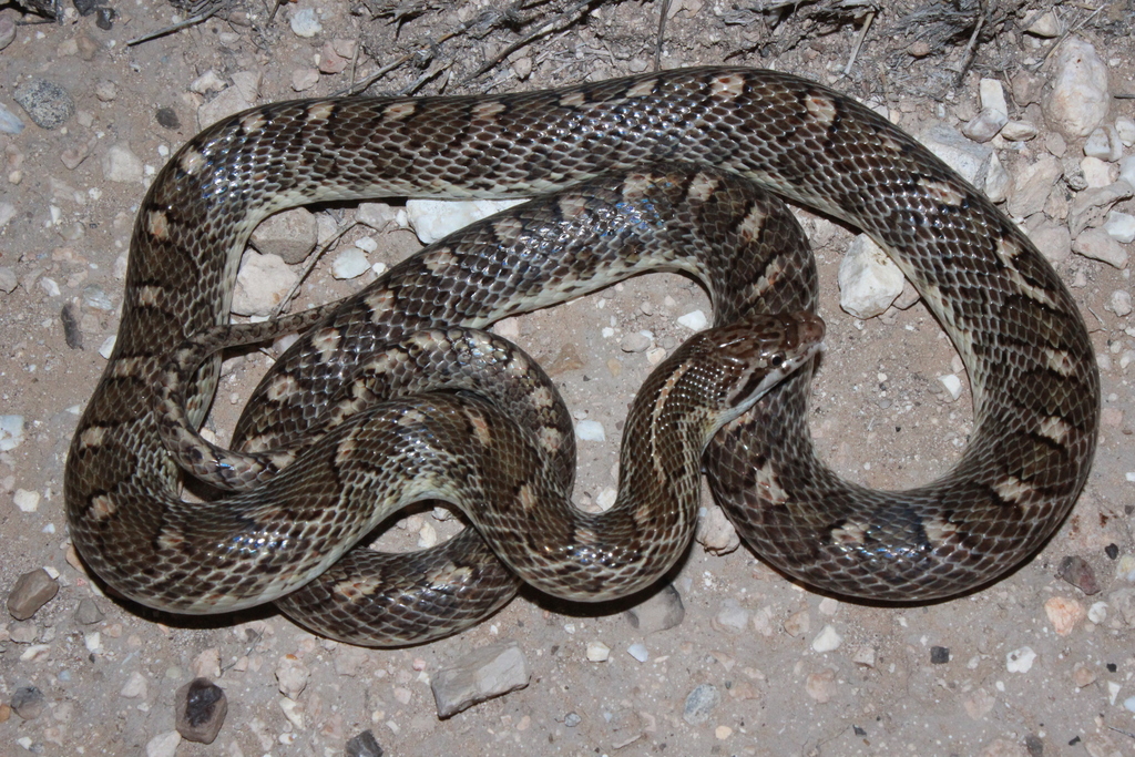 Glossy Snake (Arizona elegans) - Snakes and Lizards