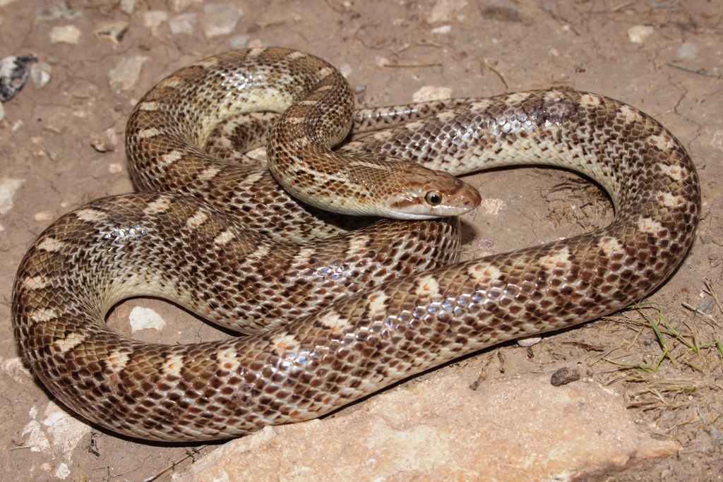 Glossy Snakes (Arizona) - Snakes and Lizards