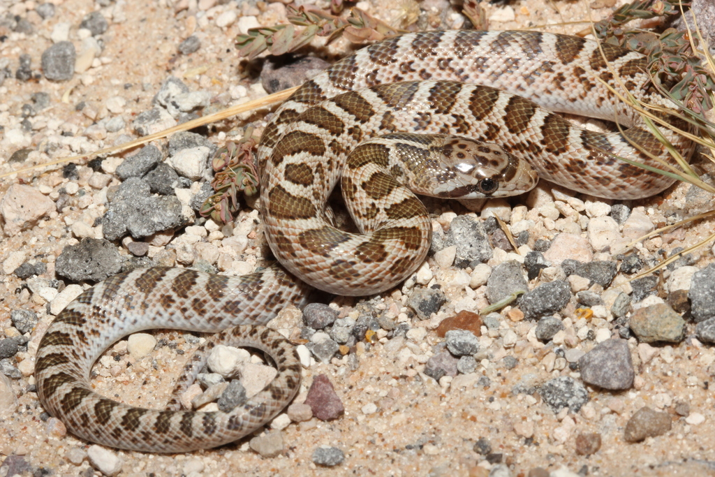 Glossy Snake (Arizona elegans) - Snakes and Lizards