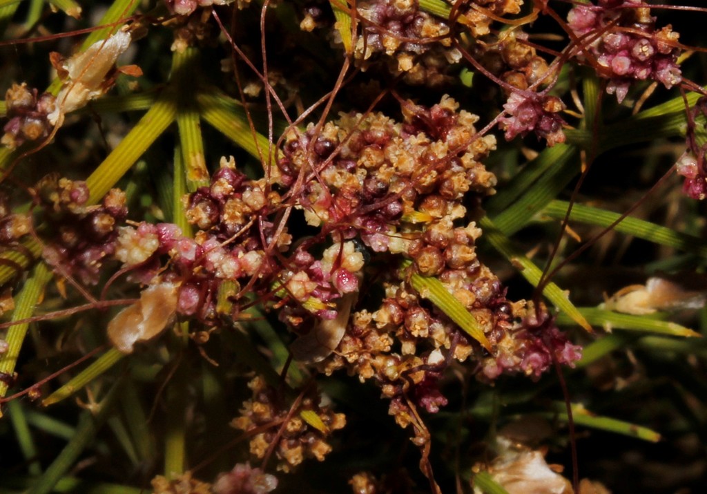 Clover Dodder from Αττική, Ελλάδα on June 25, 2020 at 06:47 PM by ...