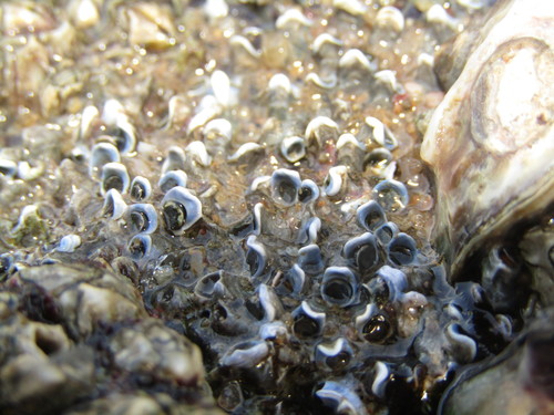 Dendropoma tholia · NaturaLista Colombia