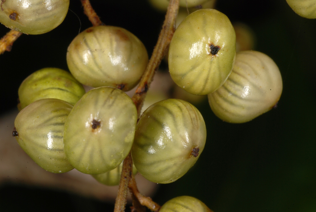 poison sumac from Alleghany County, NC, USA on August 30, 2014 at 02:24 ...