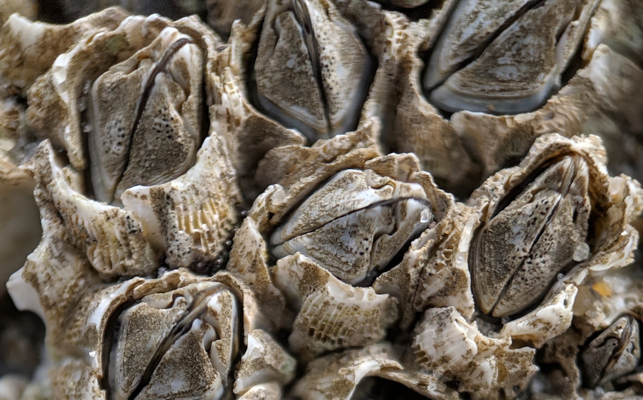 Pyrenocollema Reinke, 1895