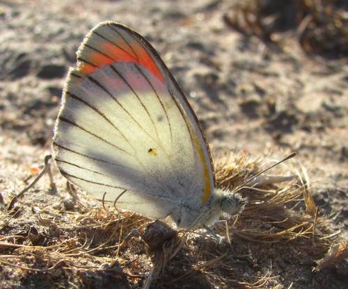Subspecies Colotis antevippe zera · iNaturalist
