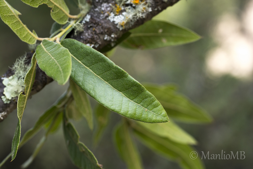 mexican oak (Quercus mexicana) - Botanical Realm