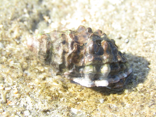 Genus Tylothais · iNaturalist United Kingdom