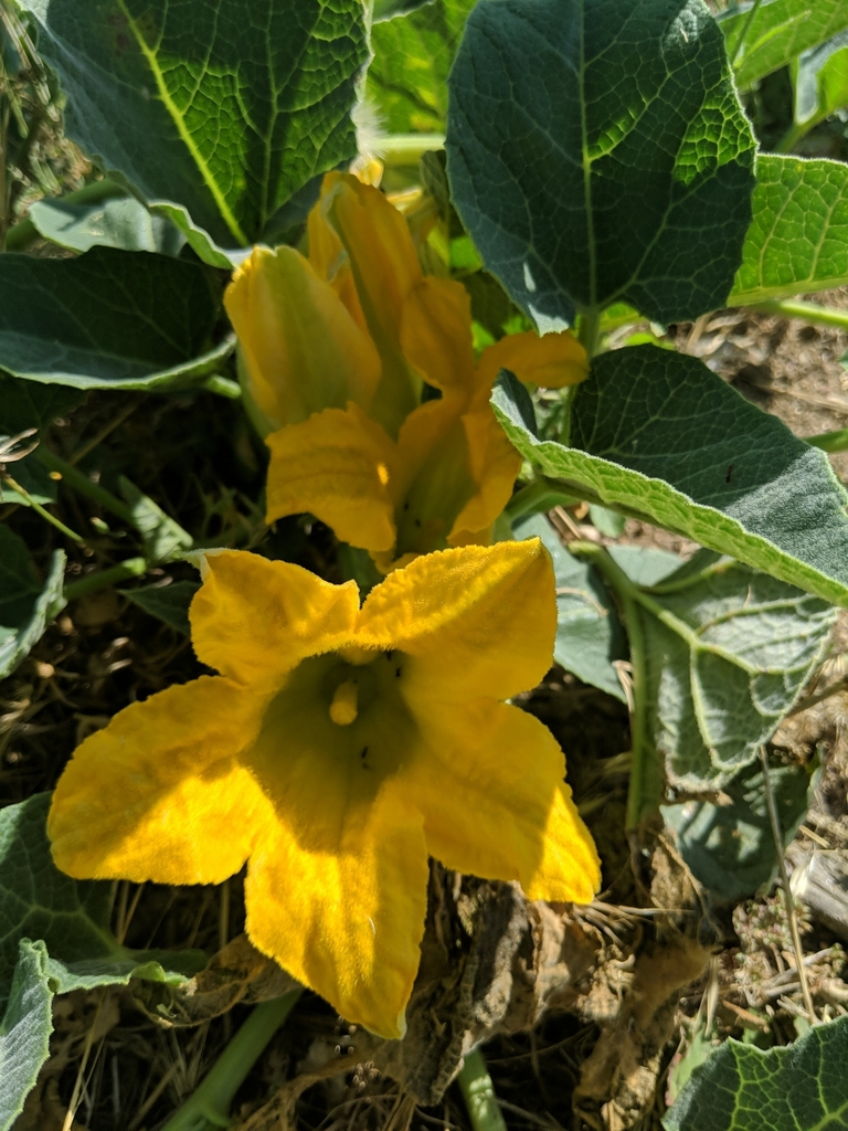 Buffalo Gourd from Pauma Valley on June 27, 2020 at 08:30 AM by ...