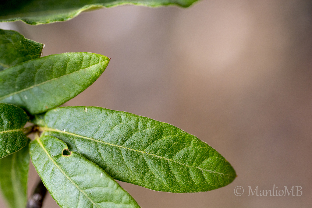 mexican oak (Quercus mexicana) - Botanical Realm