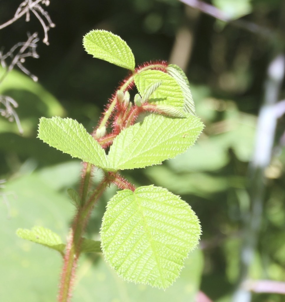 Yellow Himalayan Raspberry from Mount Mellum QLD 4550, Australia on May ...