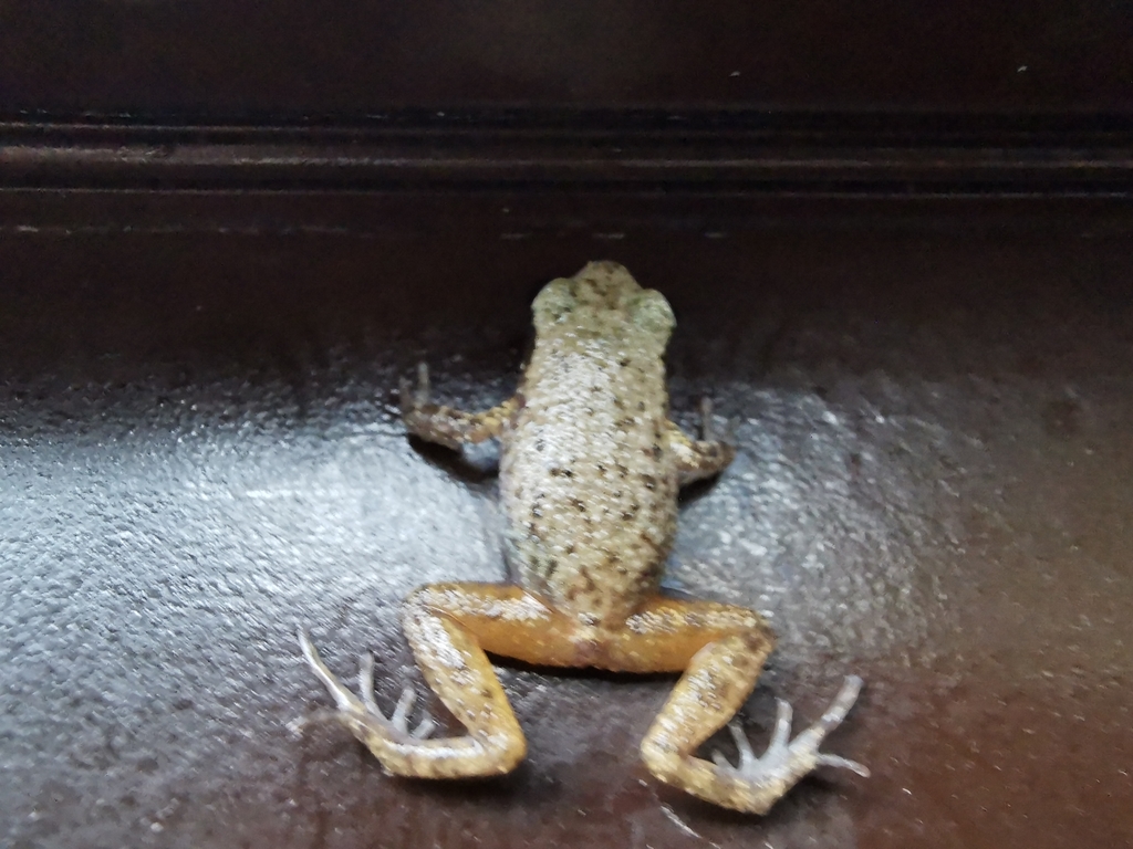 Rio Grande Chirping Frog in June 2020 by MiltonRuiz · iNaturalist