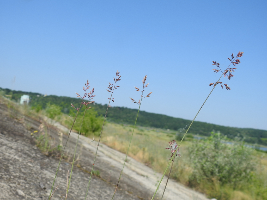 Canada bluegrass (Poa compressa) - Botanical Realm