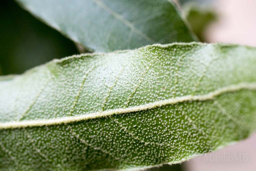 mexican oak (Quercus mexicana) - Botanical Realm