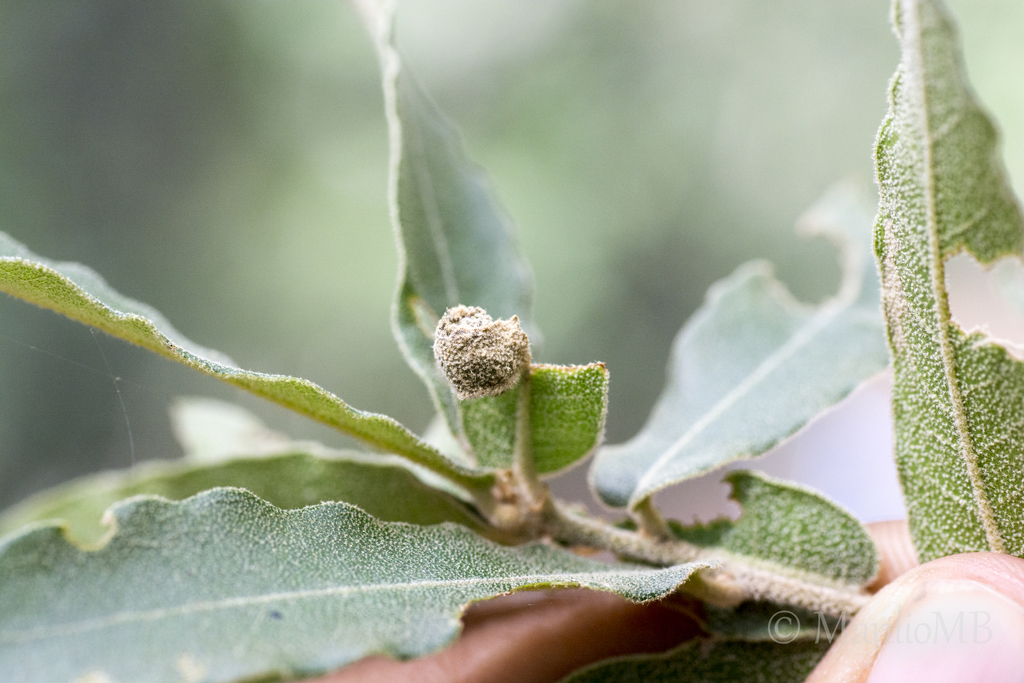 mexican oak (Quercus mexicana) - Botanical Realm