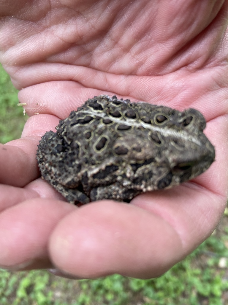 Great Plains Toad from Martin Dr N, Bellevue, NE, US on June 27, 2020 ...