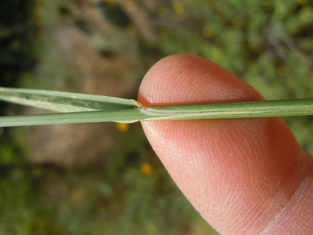 Russian Wildrye (PSJU3) (OCTC Flora Guide) · iNaturalist