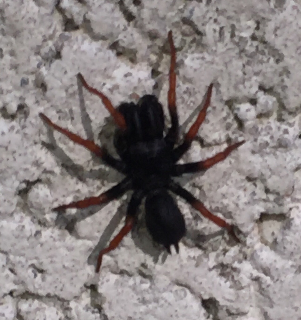 Sphodros fitchi from Mark Twain National Forest, Eagle Rock, MO, US on ...