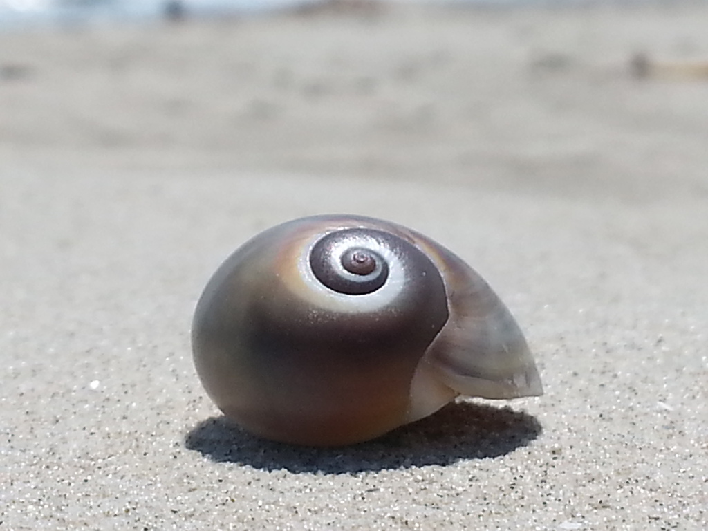 Shark Eye (MatBio: MOLLUSKS - Matanzas Biodiversity) · iNaturalist