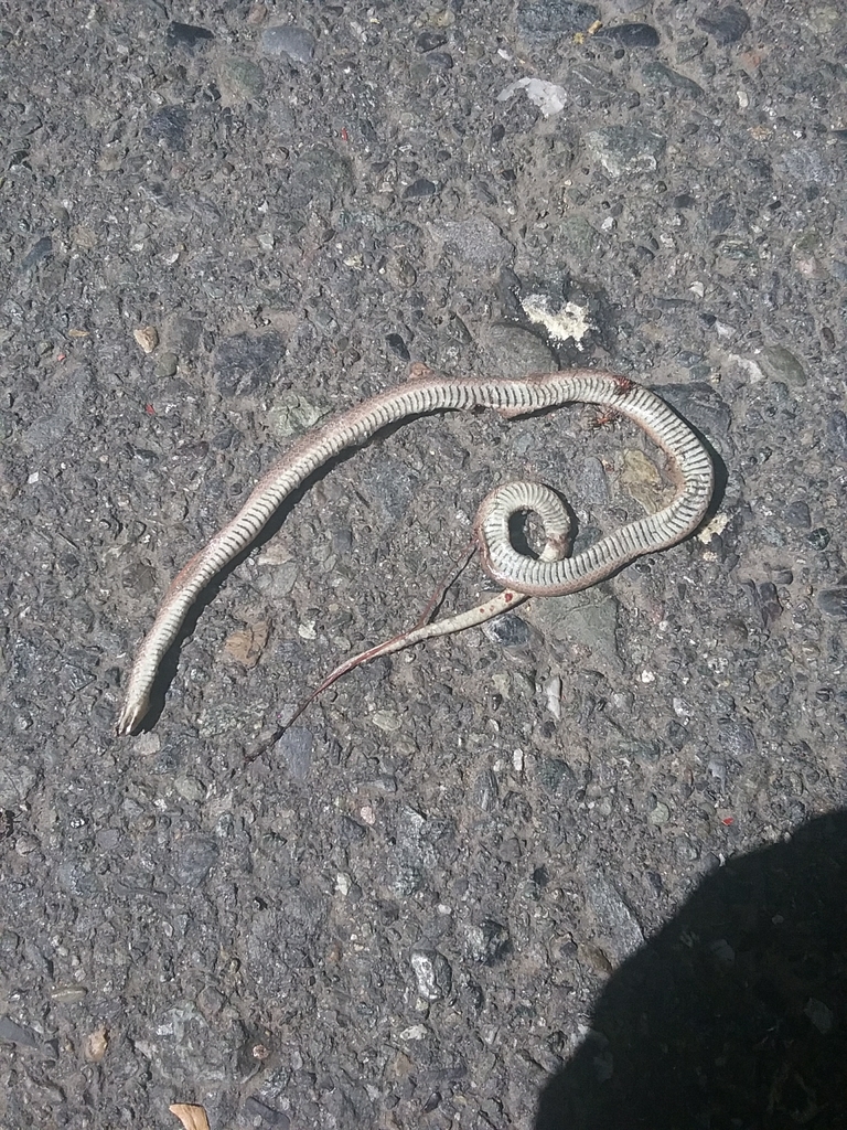 Forest Sharp-tailed Snake in June 2020 by Jamie Bettaso · iNaturalist